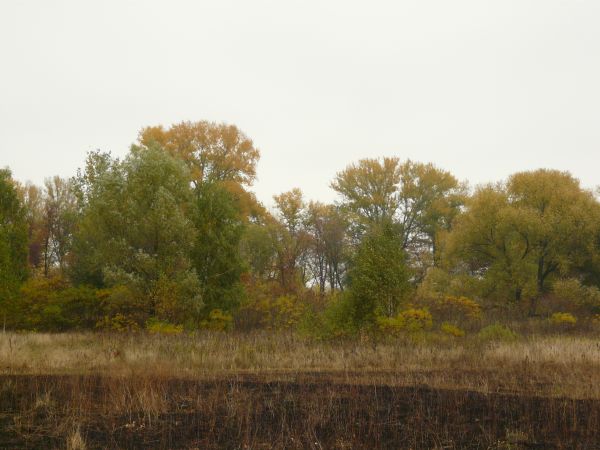 forest side view texture 0007 - Texturelib